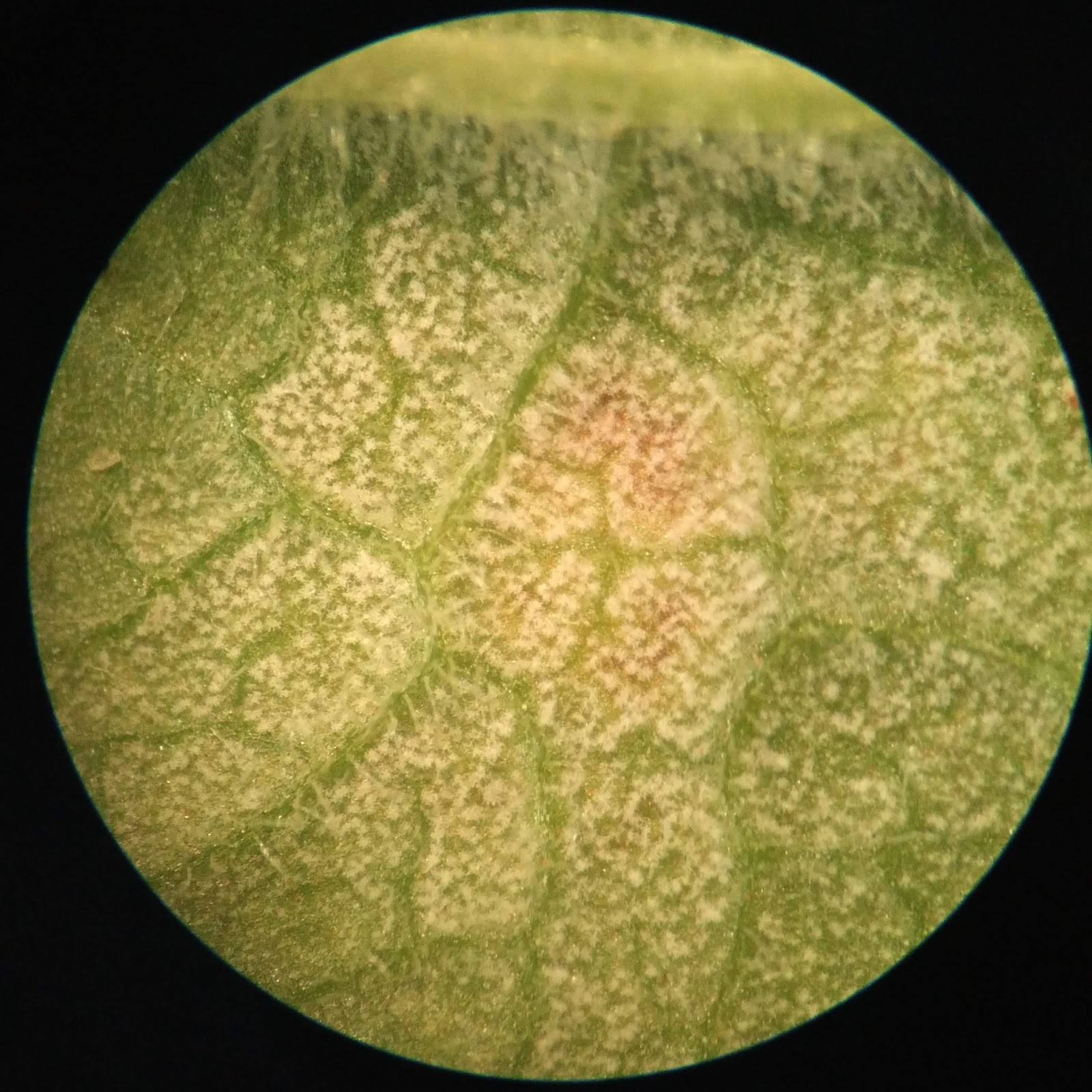 Misidentifying Fungi: April 2020