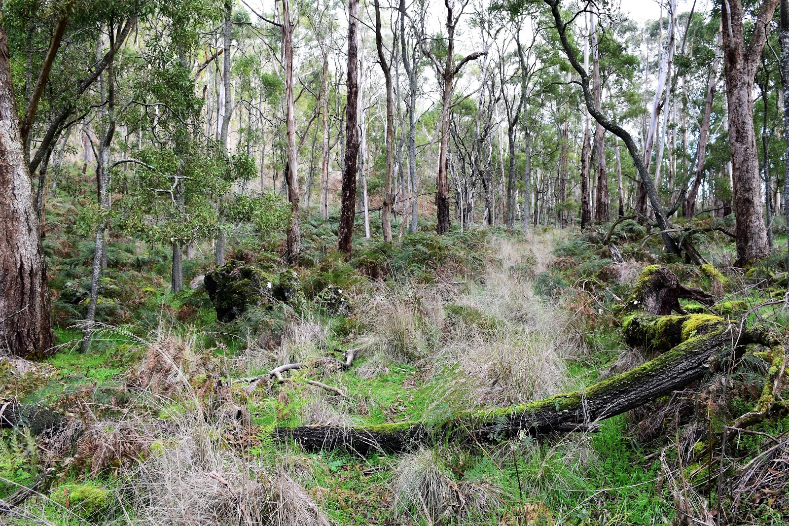 Goin' Feral One Day At A Time: Mt Napier Circuit, Mt Napier State Park ...