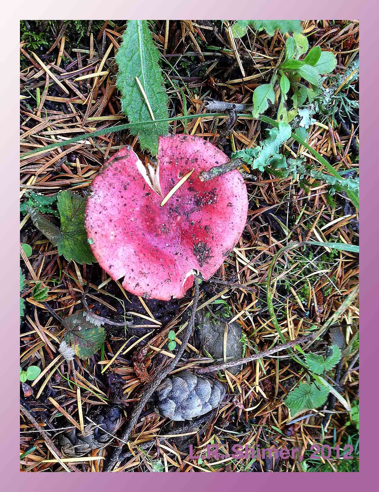 Postcard From California: Fungus Amongus: The Pink Ones Are Toxic