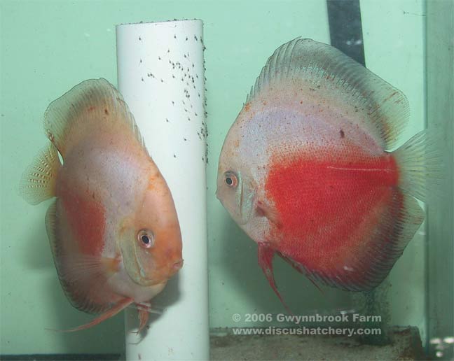 Discus: Red White Discus Fish Pair Guardding Wigglers