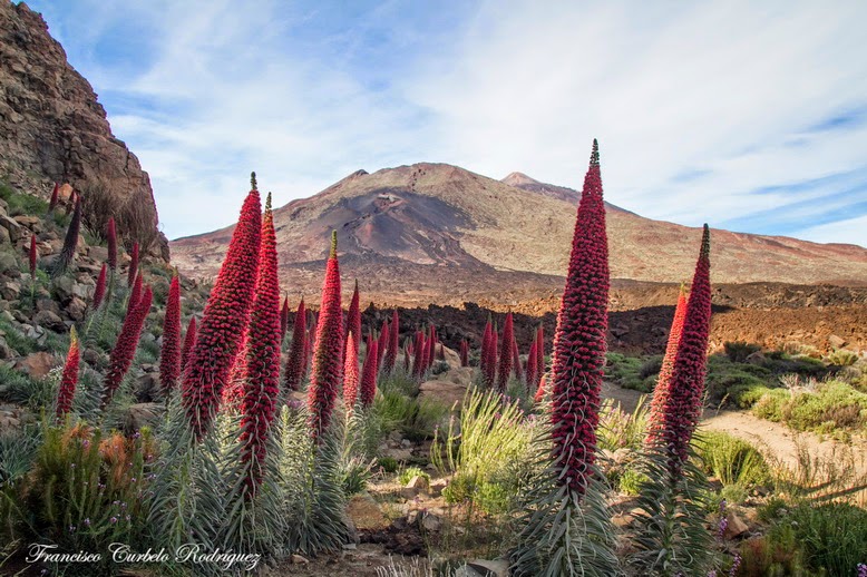 EL RINCÓN FOTOGRÁFICO DE FRANCISCO CURBELO: TAJINASTE ROJO EN FLOR. LAS ...