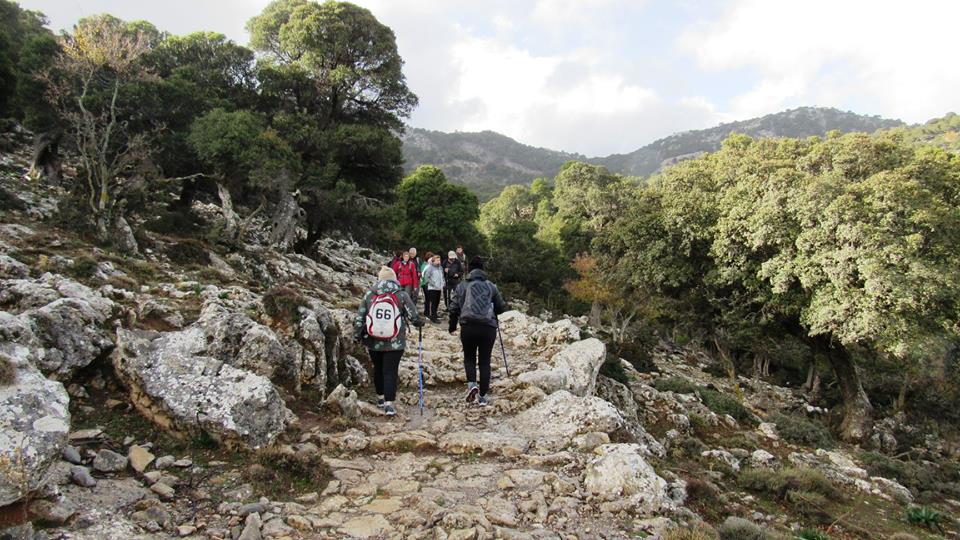 EXPLORE MOUNTAINS: ΣΤΟ ΚΥΠΑΡΙΣΣΟΔΑΣΟΣ ΚΡΙΤΣΑΣ ΓΙΑ ΤΗΝ ΠΑΓΚΟΣΜΙΑ ΗΜΕΡΑ ...