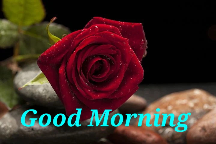 Top 10 Good Morning Ji Images greeting Pictures,Photos for Whatsapp ...