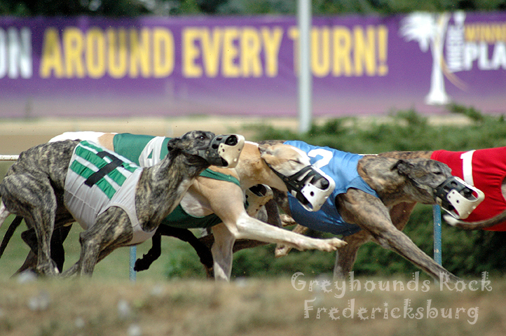 Hartwood Roses: A Very Greyhound Weekend in Wheeling, West Virginia