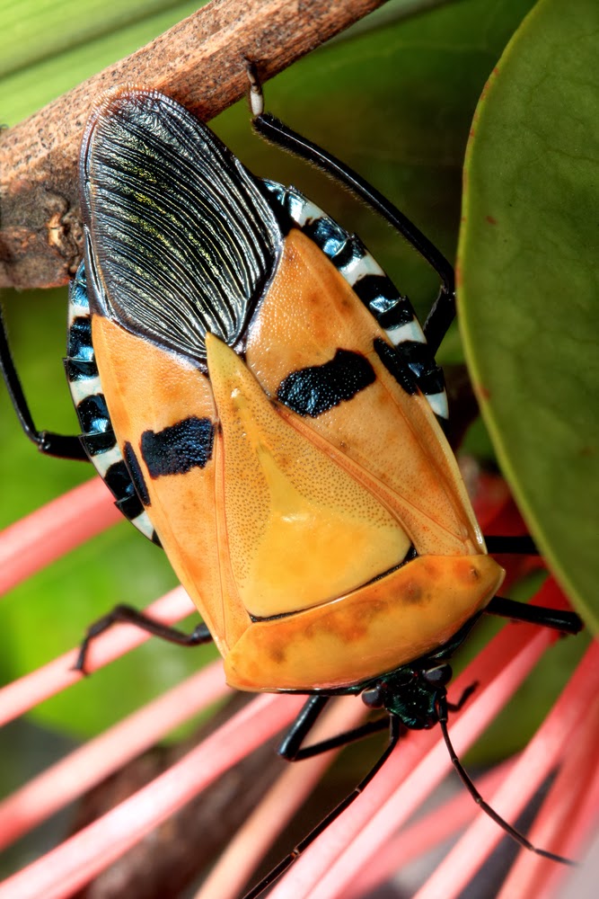 Ultra-Gross: Behold the majesty of the Man-Faced Stink Bug!