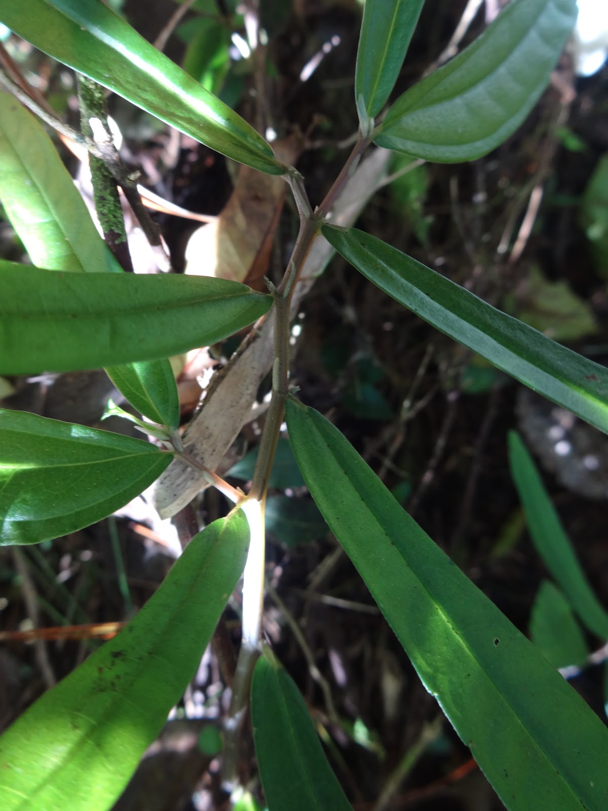 Herbs from Distant Lands: Elatostema lineolatum and other Elatostema ...