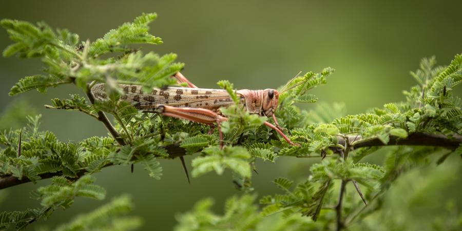 வடக்கில் வெட்டுக்கிளி பயமில்லை:விவசாய பணிப்பளார்! - pathivu