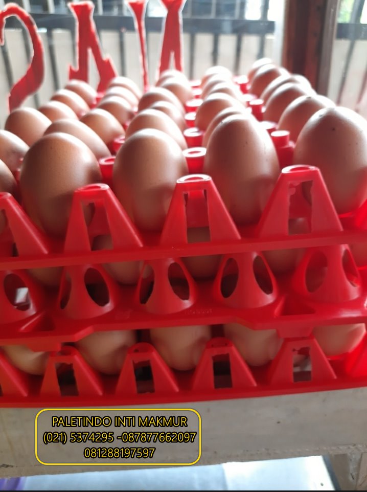 CV. PALETINDO INTI MAKMUR : Tray Telur Ayam Isi 30 Butir