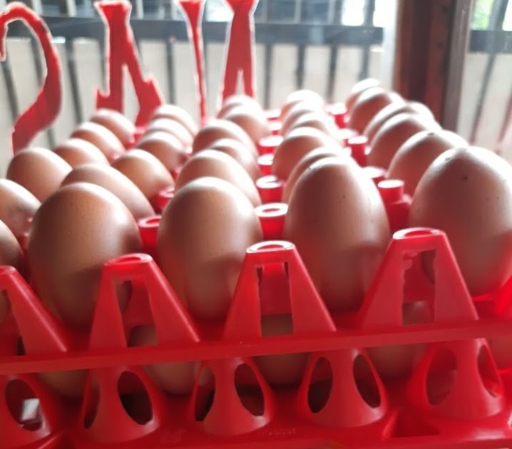 CV. PALETINDO INTI MAKMUR : Tray Telur Ayam Isi 30 Butir