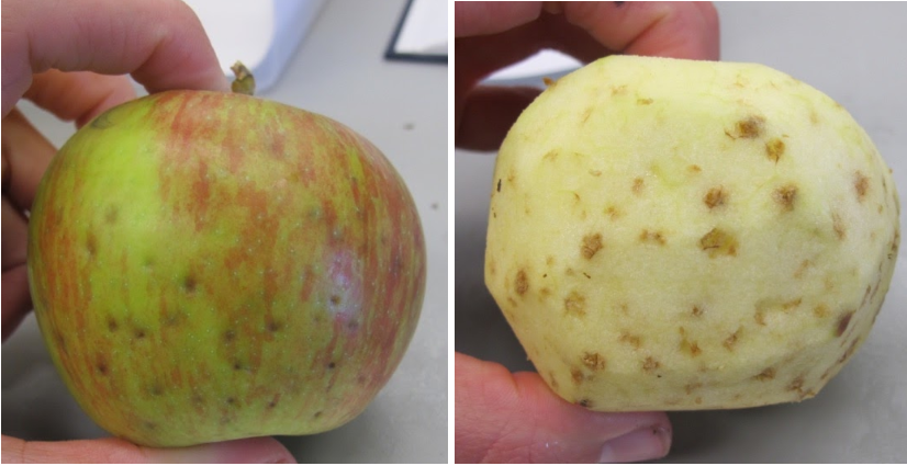 Brown marmorated stink bug in MN apple orchards and varietal impacts