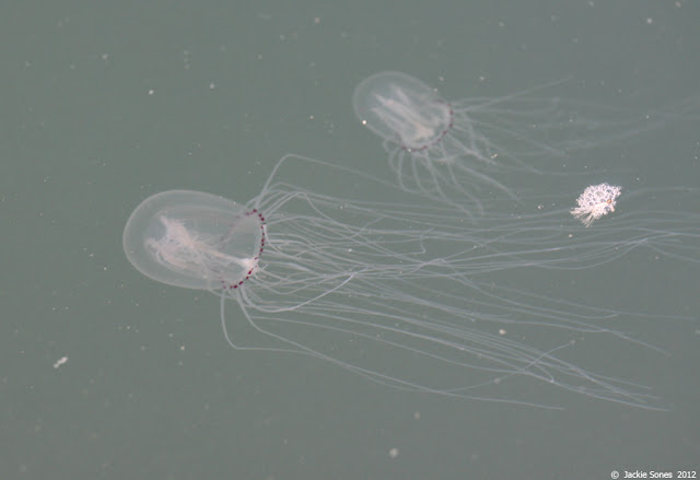 The Natural History of Bodega Head: Jellies in the WGC
