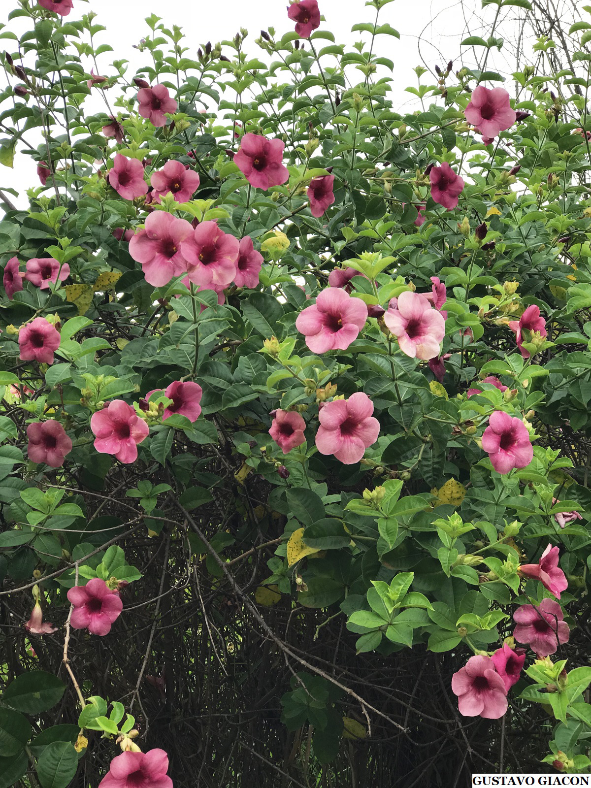 Viveiro Ciprest - Plantas Nativas e Exóticas: Alamanda Carne ...