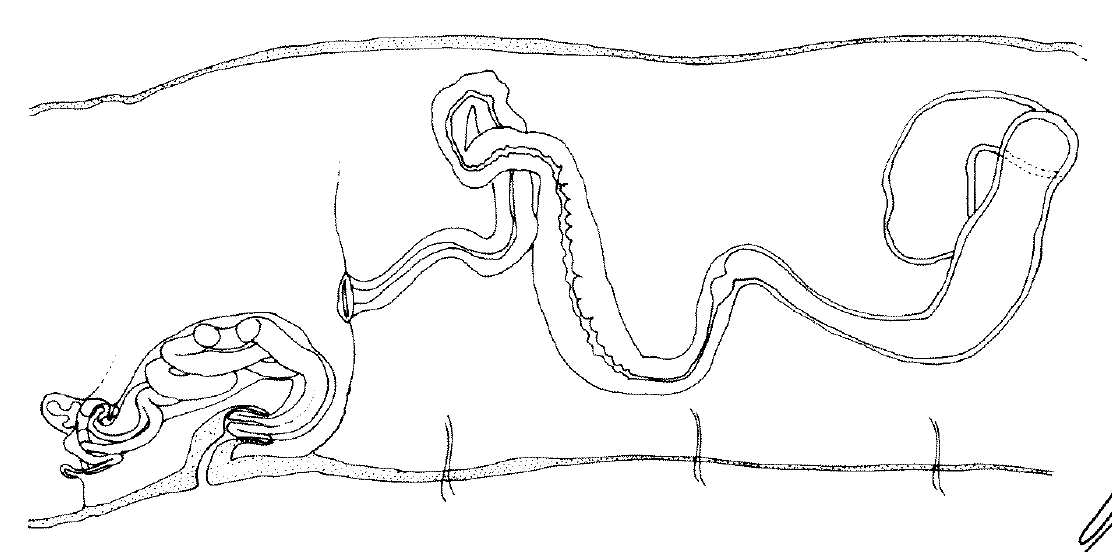 Variety of Life: Tubificida