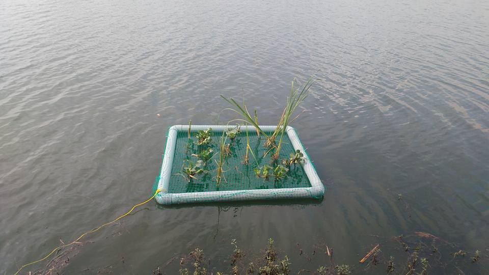 Citizen Science Project: Building Floating Wetlands in Jakkur Lake ...