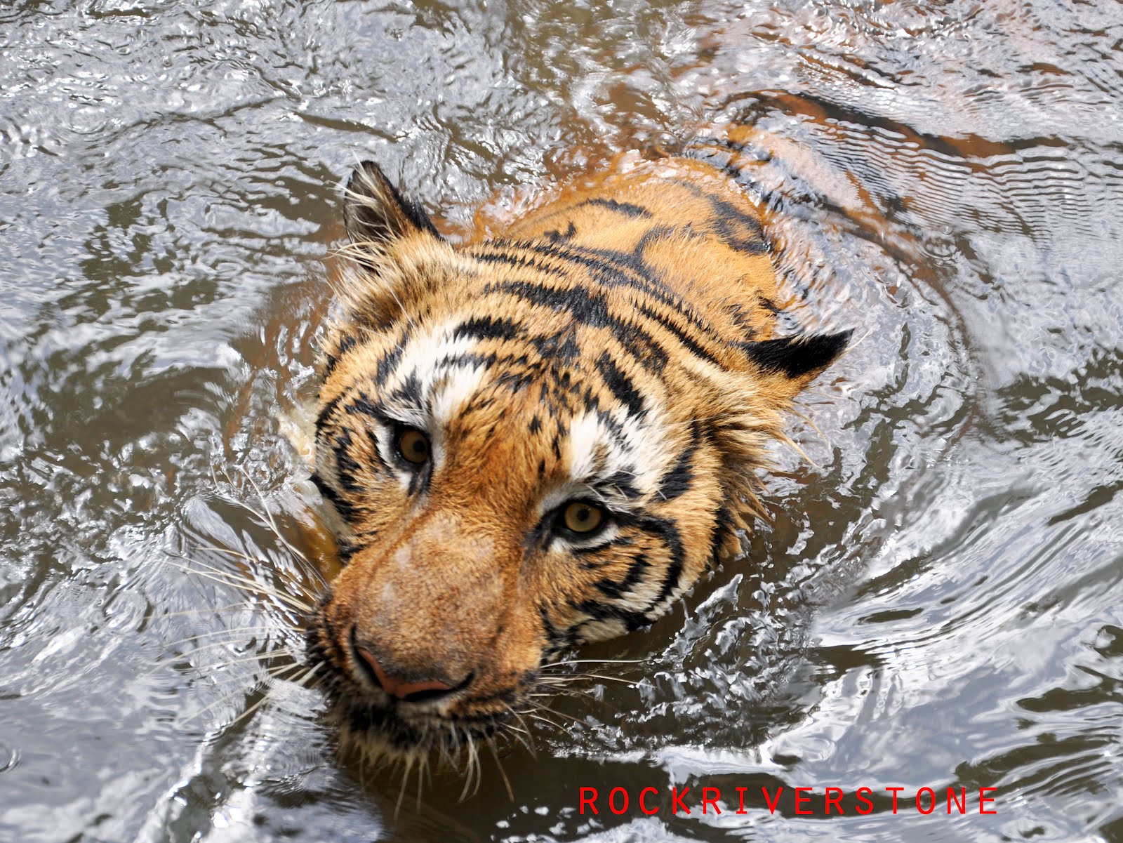 rockriverstone: Malayan Tiger - Harimau Belang