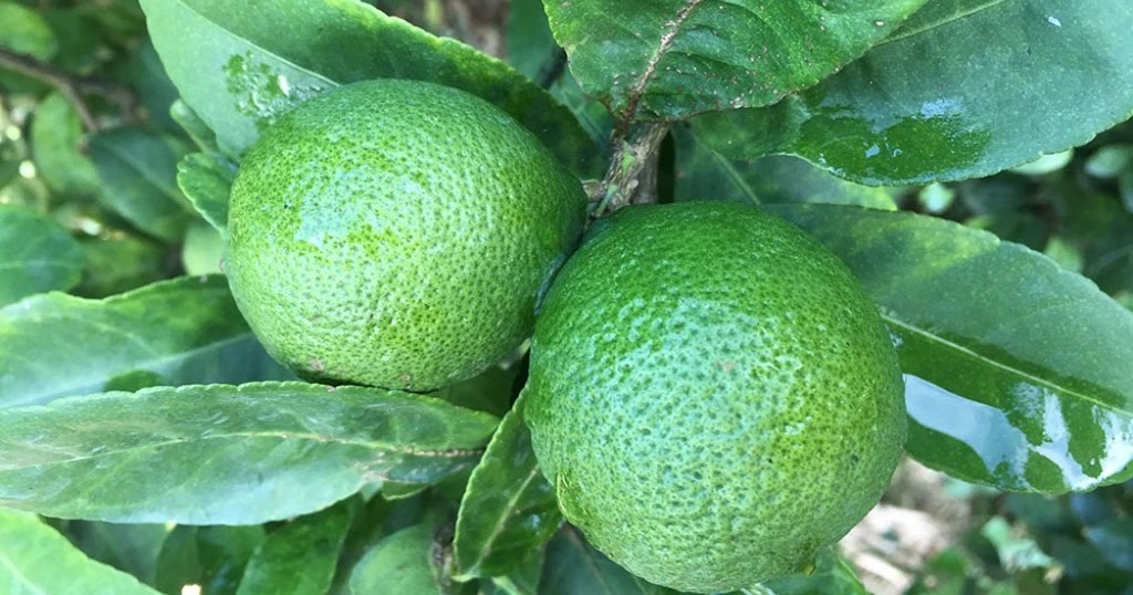 Hiệu quả mô hình trồng cây chanh bông tím - Trái cây Dũng mập