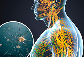 Le Cerveau de l'Enfant et de l'Adolescent: Le Système Nerveux Sympathique