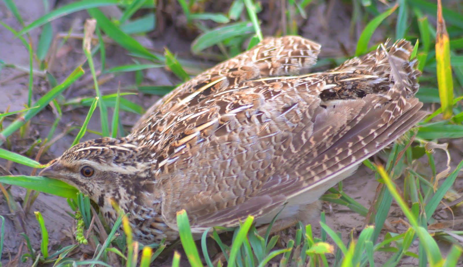 Lifer # 5 Common Quail