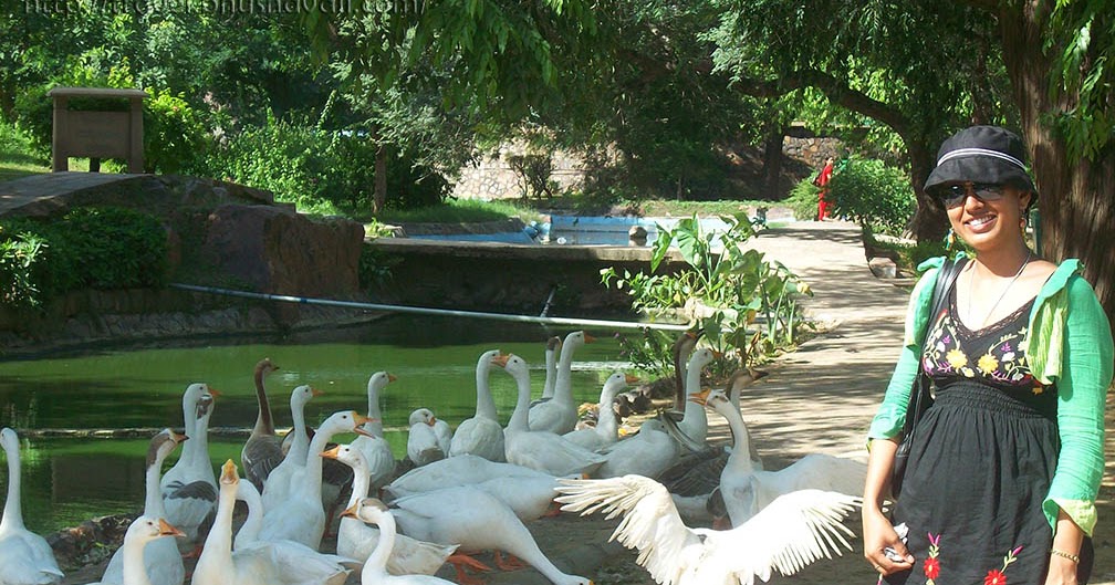 Buddha Jayanti Park in Central Ridge of Delhi Forest | My Travelogue ...