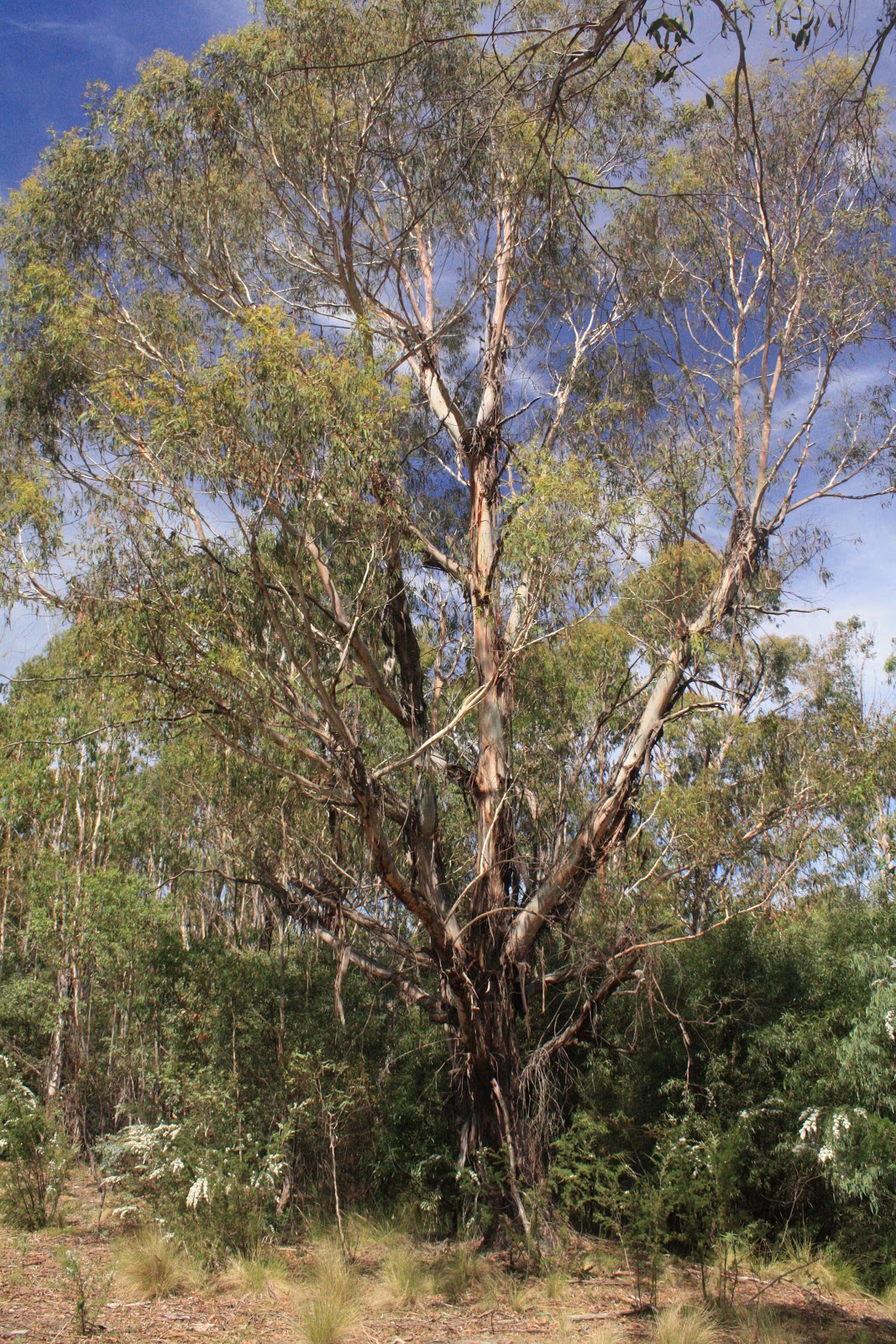 My week in pictures: Tidbinbilla