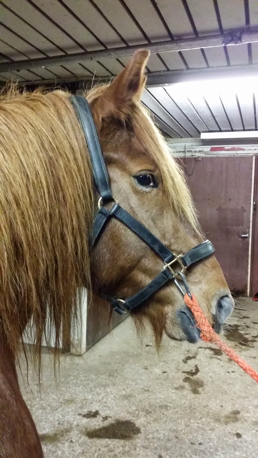 Vipsu lypsää - Viba