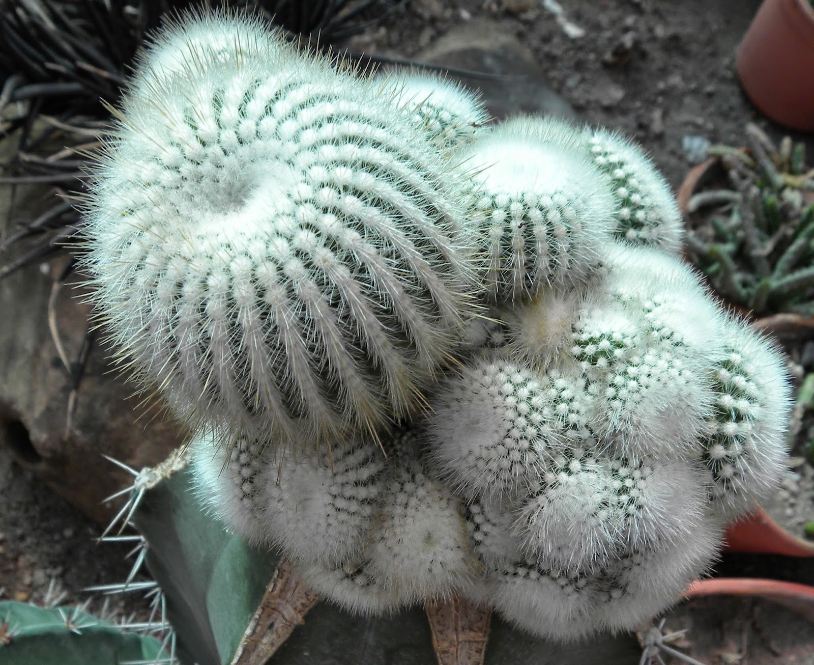 VISIT THE WORLD THRU THE EYES OF MAHESH AND DIVYA : Cactus Garden ...