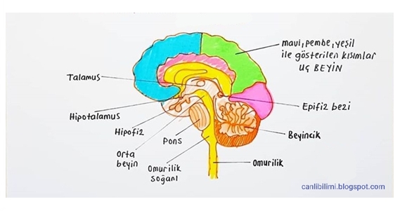 İnsanda Sinir Sistemi - vasfi gelir biyoloji