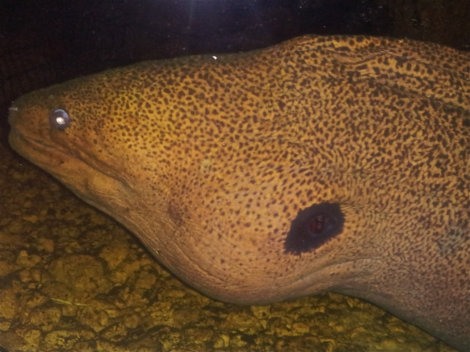 The World According to Mochi: Hafa Adai -- Guam Zoo