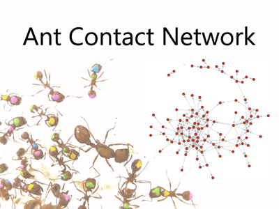 Learning better algorithms from ants - The Geek Keep