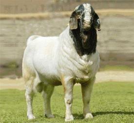 NOSSA TERRA: O Boer-O Bode da Moda