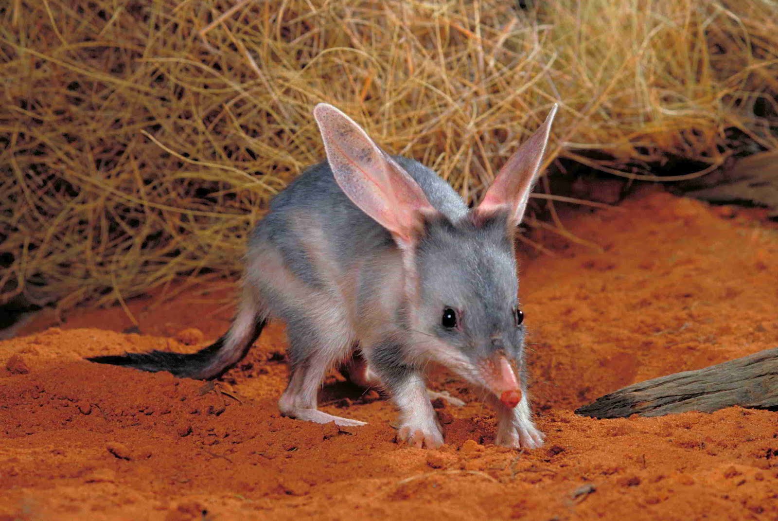 Kawaii means cute: bilby