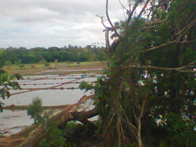 Foot Paths -> - > - > - >: Hanguranketha Wasantha