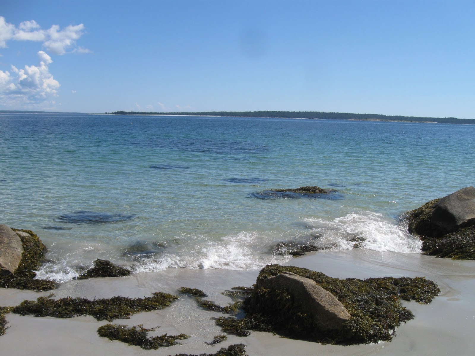 Garden Dream: Seaweed to Improve Your Garden Soil