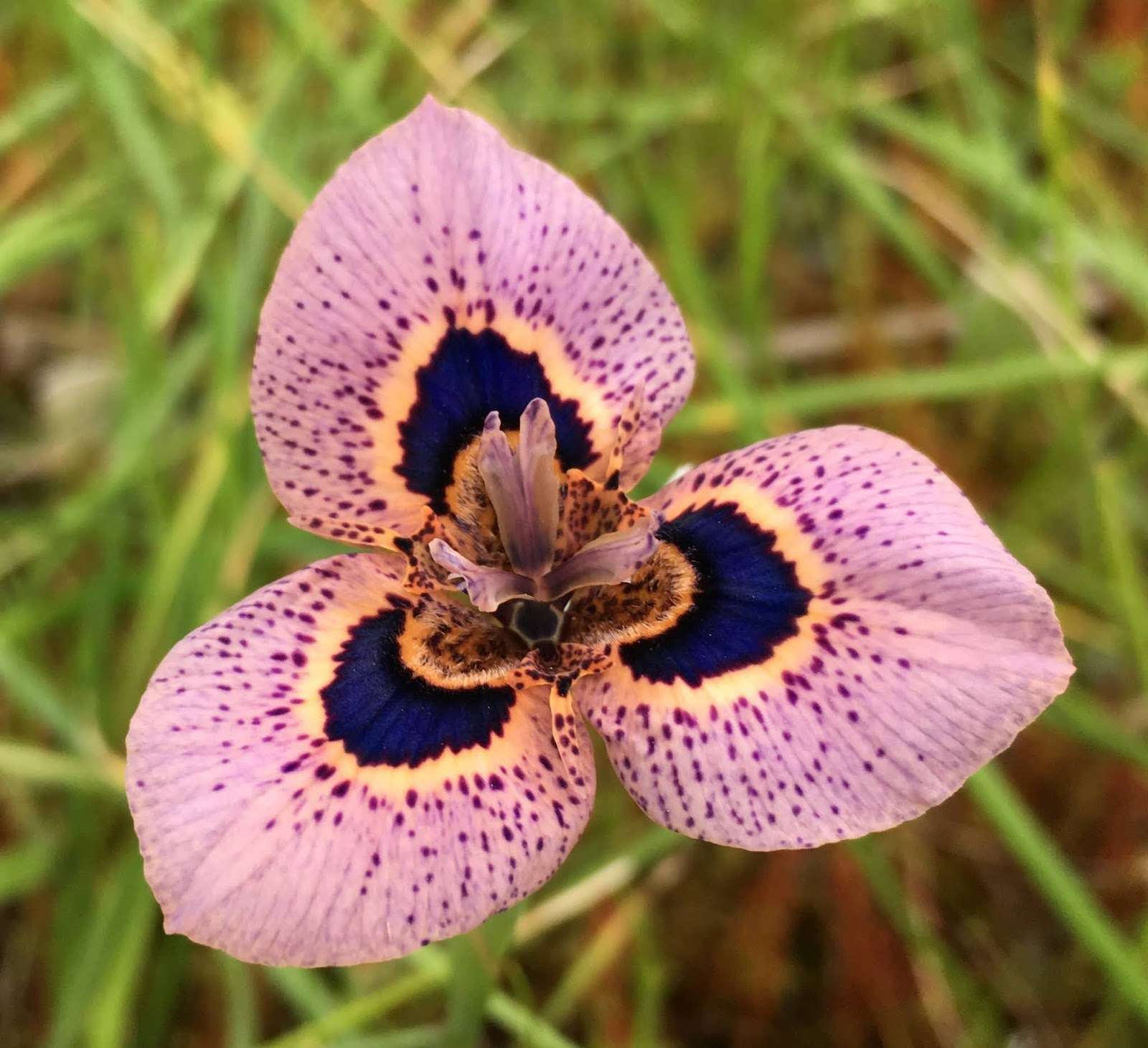 Growing Cool Plants: Moraea MM 17-107