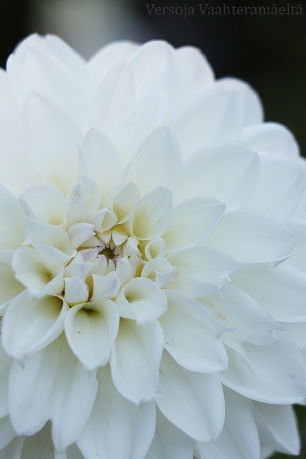 Versoja Vaahteramäeltä : Täydelliset daaliat