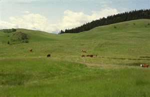 Persebaran Flora dan Fauna di Indonesia