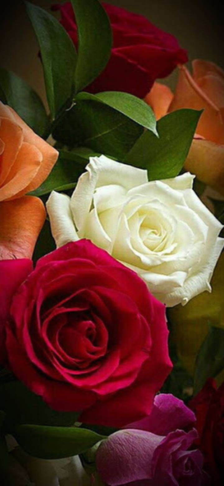 Juan Maldonado: The best Wallpapers and Screensaver of Roses
