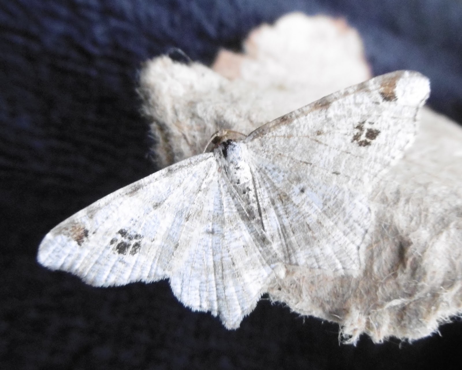 Martin's Moths: Pea or paw?