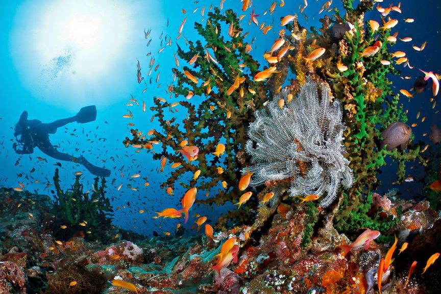 Tempat Wisata Indonesia: Top 5 Tempat Diving Favorit di Indonesia