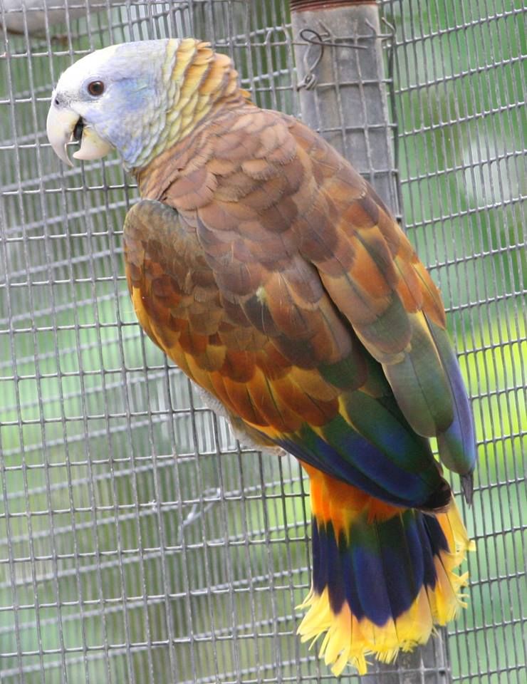 Life at DTE: The Amazona Guildingii