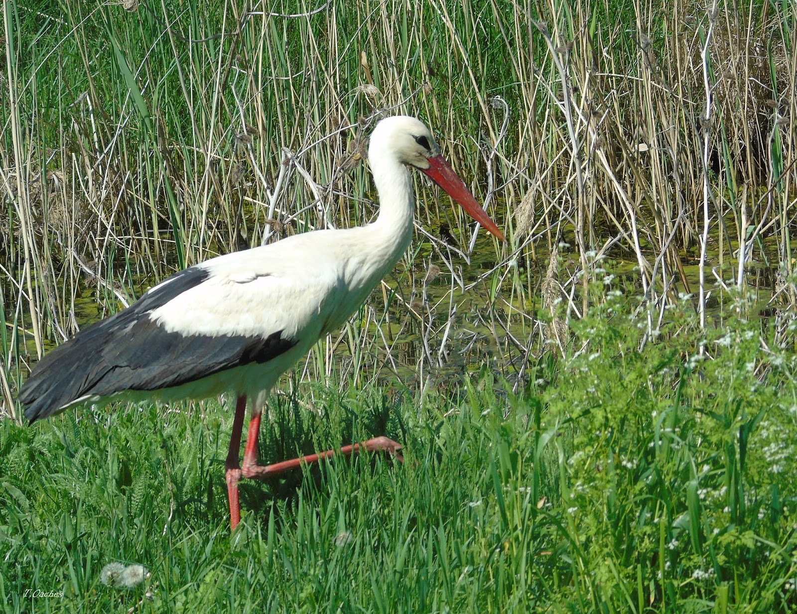 PASARI DIN ROMANIA: BARZA, Ciconia ciconia