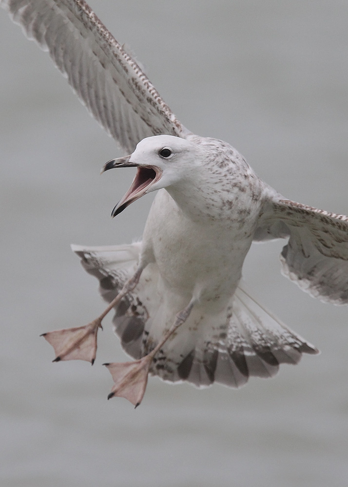 Richard Smith - Birdwatching Days Out: GLAUCOUS GULL, juvenile, CASPIAN ...