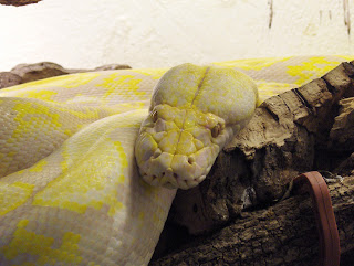 "Skipping Stone" Memories: Railway, Castles, and Dragons!