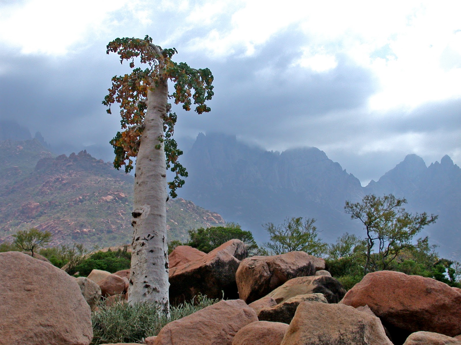 Cletis Says: Socotra Island
