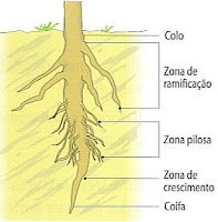 Questão de Ciência(s): Exercícios sobre raiz, caule e folhas (7o. ano)
