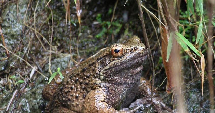 Species New to Science: [Herpetology • 2012] Morphology, function and ...