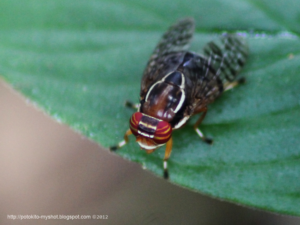 School girl Signal Fly (Platystomatidae sp.), Sumatra Indonesia