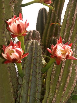 Argentina nativa: Cardón mesopotámico (Cereus uruguayanus)