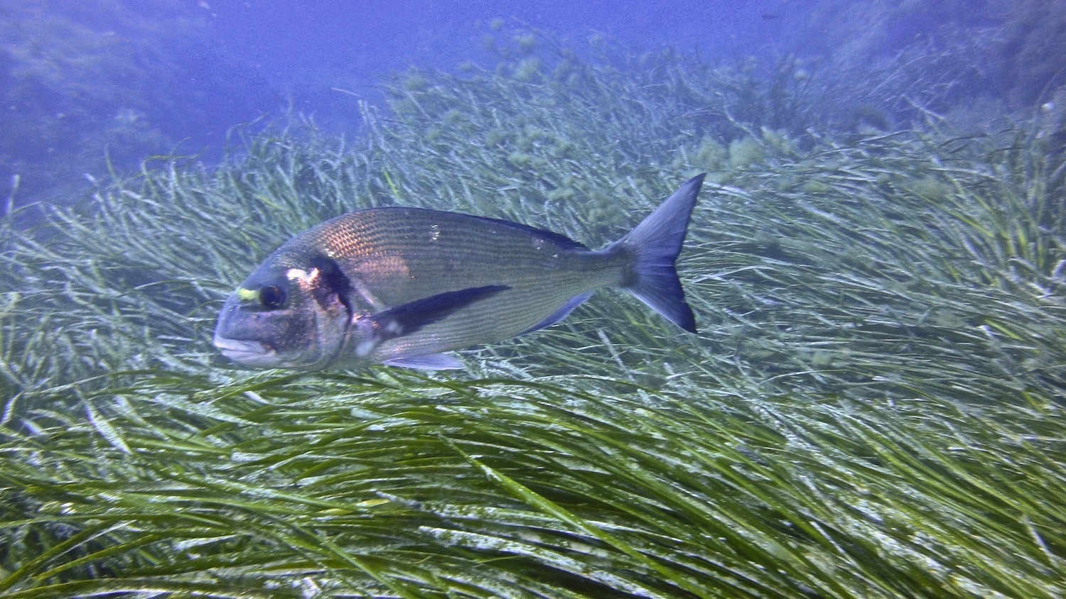 Nature and Knowledge: La daurade royale (Sparus aurata)