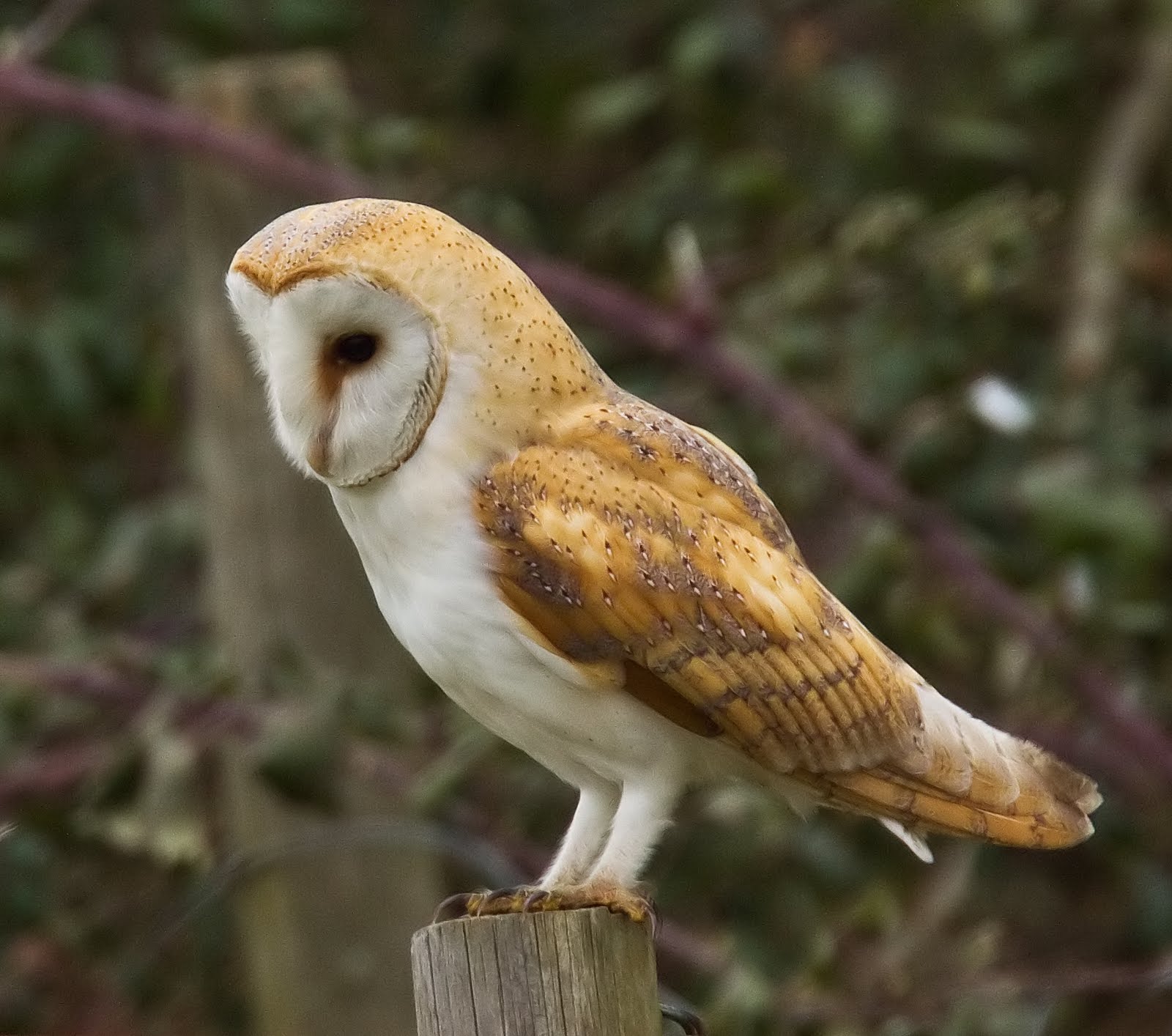 CAMBRIDGESHIRE BIRD CLUB GALLERY: Barn Owl
